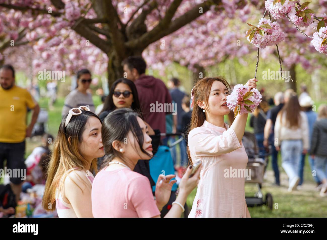 01.05.2023, Berlin, Berlin, Germany - DEU - TV-Asahi cherry blossom avenue in Berlin-Teltow. The ...