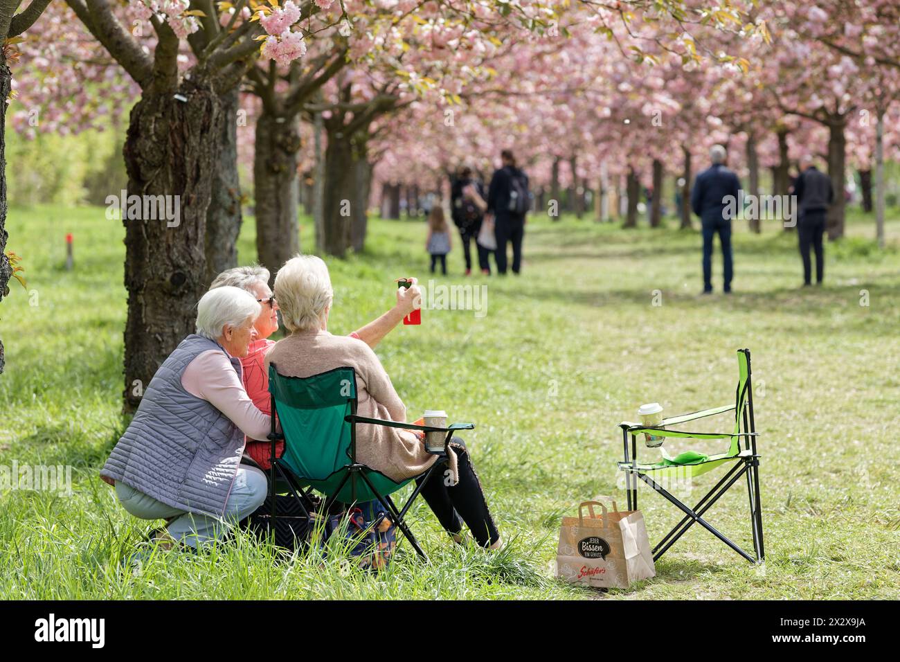 04.05.2023, Berlin, Berlin, Germany - DEU - TV-Asahi cherry blossom ...