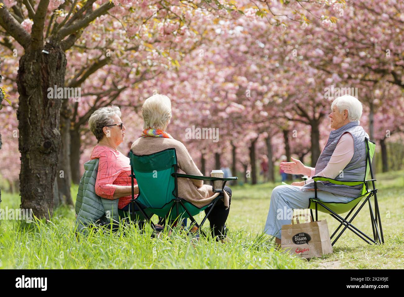 04.05.2023, Berlin, Berlin, Germany - DEU - TV-Asahi cherry blossom ...