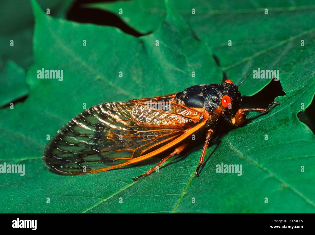 The adult Periodical Cicada which depending on the specfic brood ...