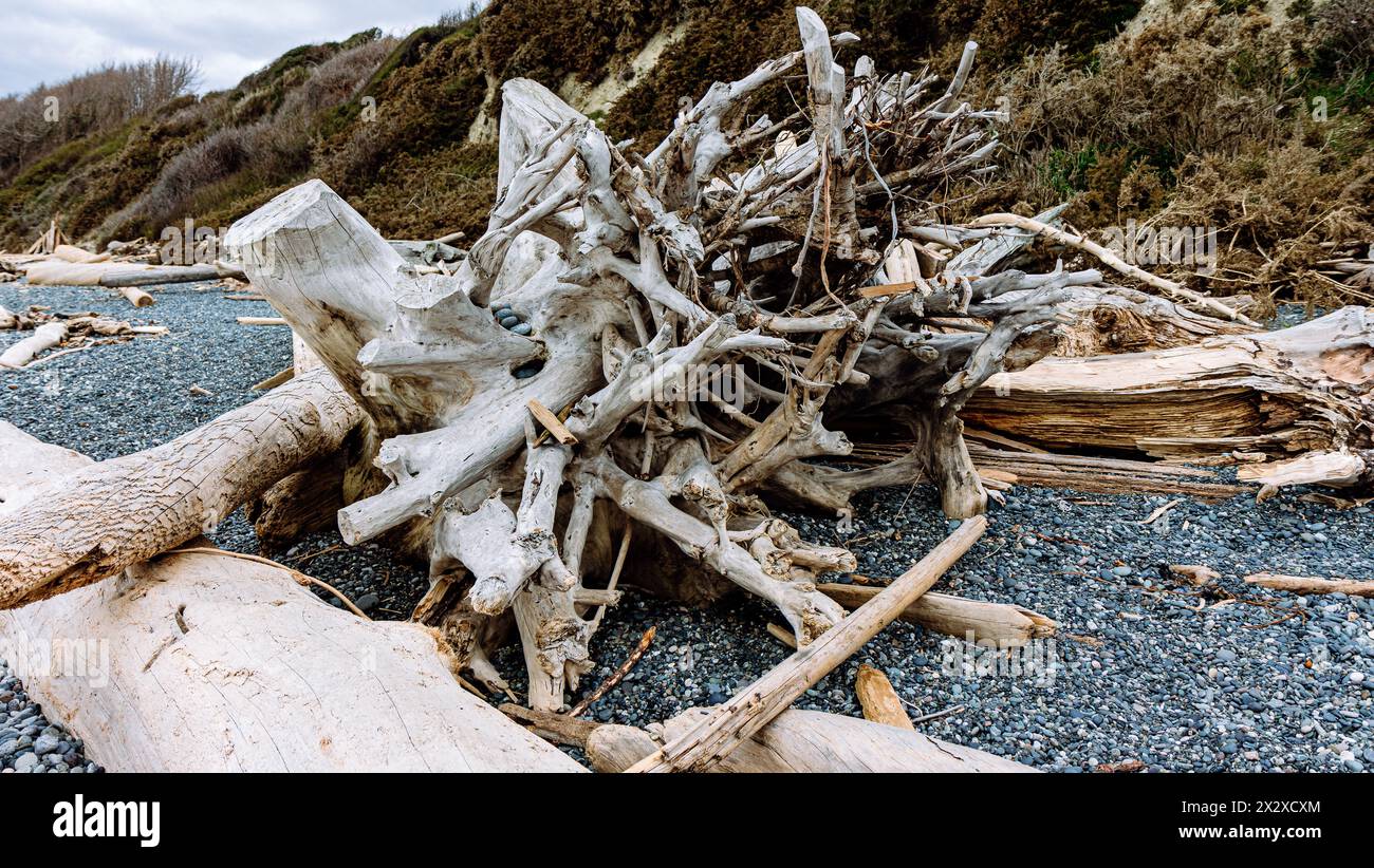 Tree logs and stumps washed out by the sea and used by people to create ...