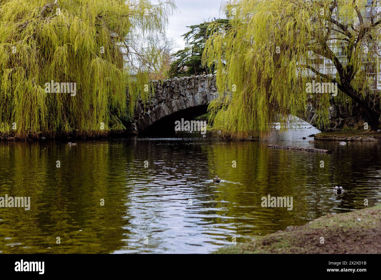 Goodacre lake in beacon hill park hi-res stock photography and images ...