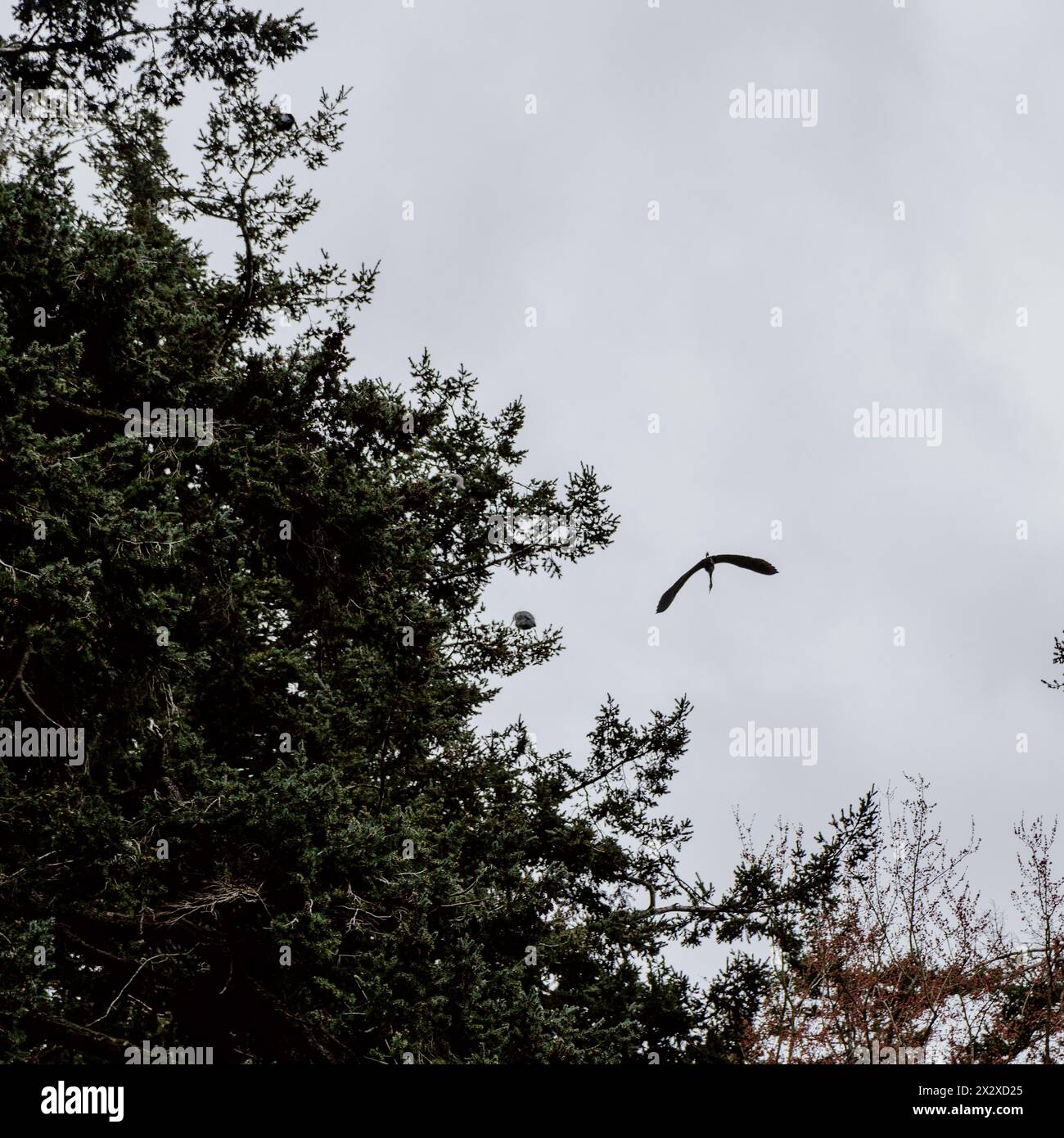 A Great Blue Heron flying over tall trees in Beacon Hill Park, Victoria ...