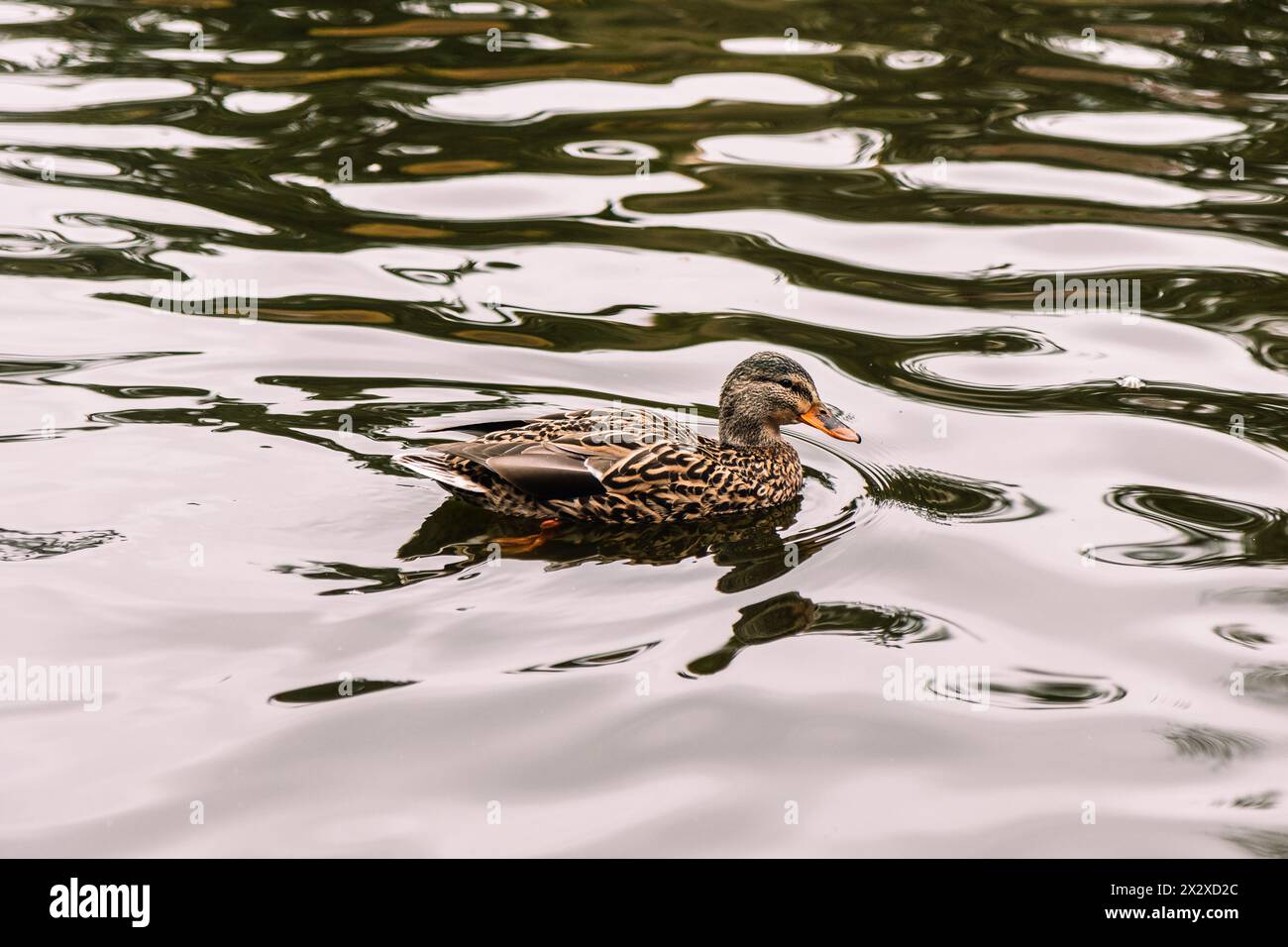 A female mallard duck swimming in the Goodacre Lake in Beacon Hill Park, Victoria, BC, with ...