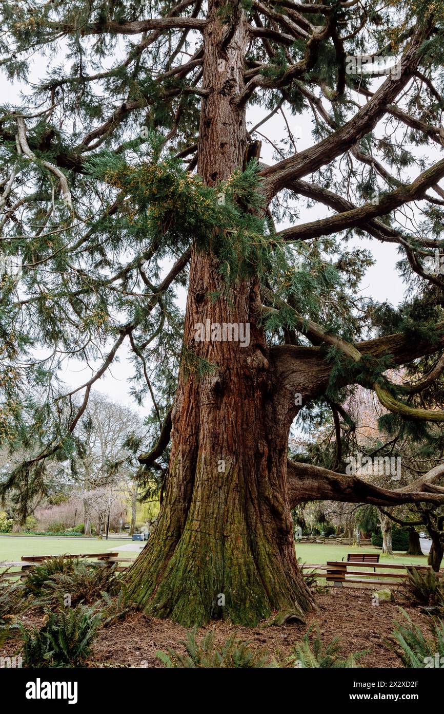 The Historic Tree in Beacon Hill Park, in Victoria, BC, a Sequoia tree ...