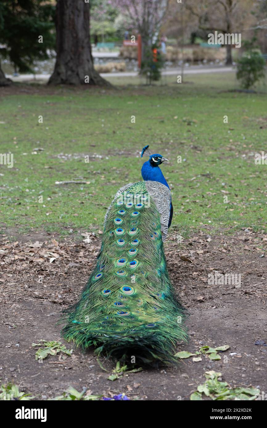 A Peacock In Beacon Hill Park In Victoria Bc Showing Its Brightly