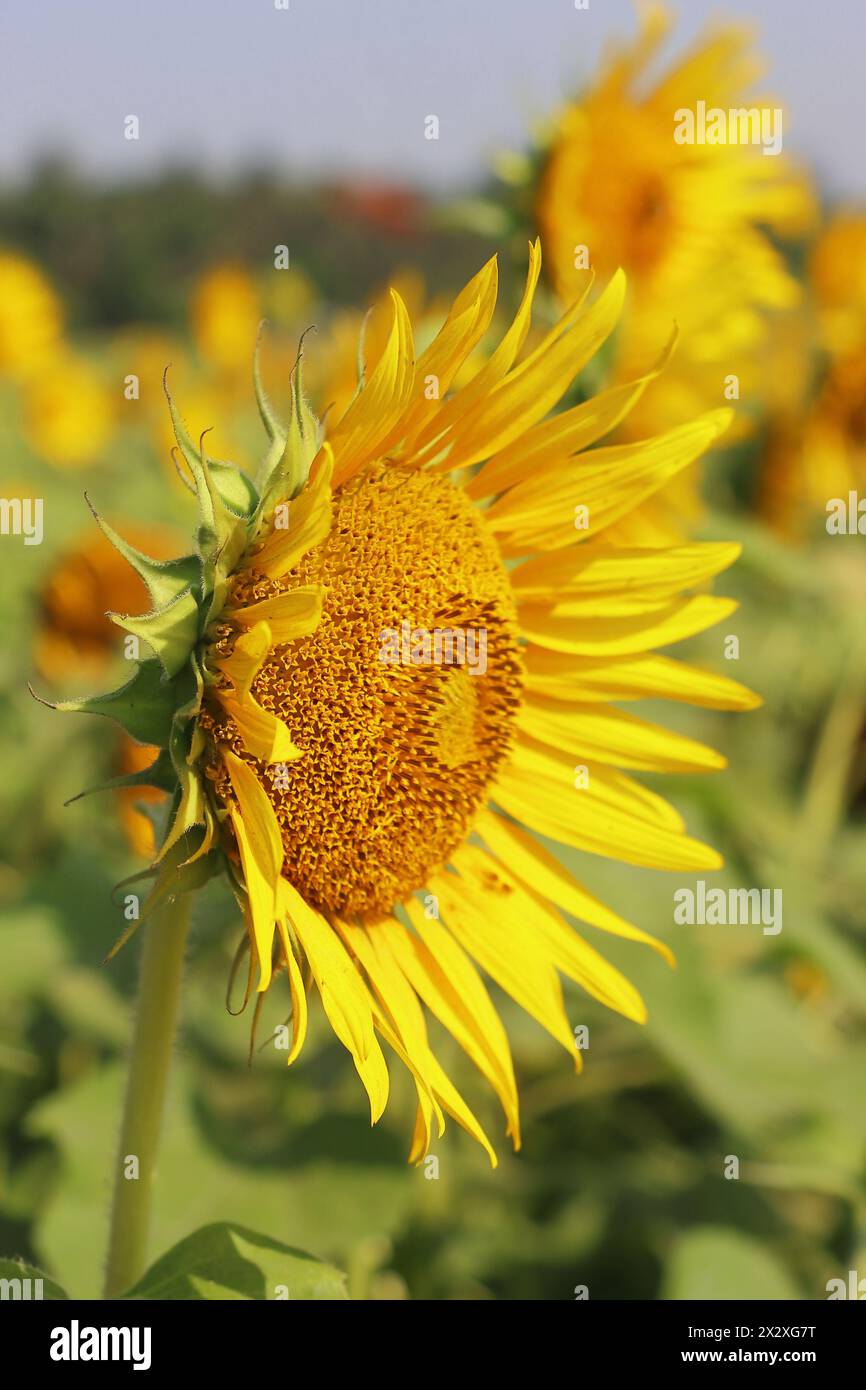 yellow sunflowers are in bloom, beautiful sunflower field in summer ...