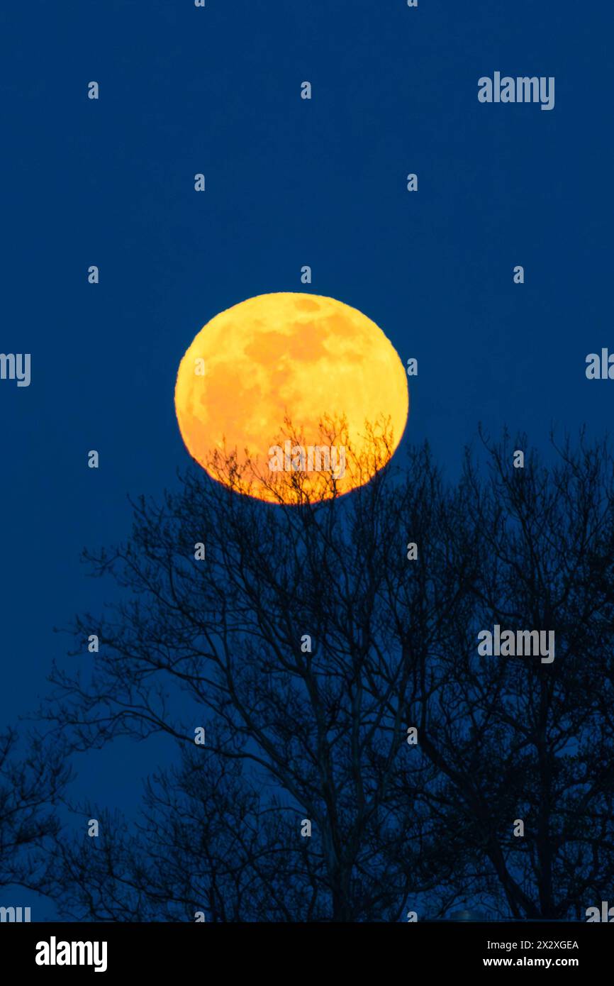 Jersey City, United State. 23rd Apr, 2024. The Pink Moon, illuminated ...