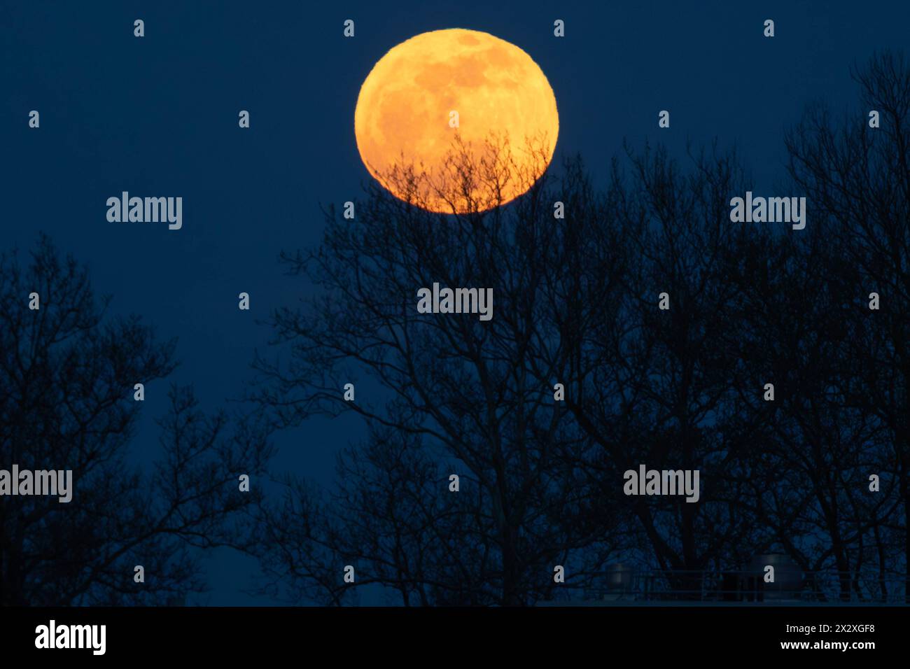 Jersey City, United State. 23rd Apr, 2024. The Pink Moon, illuminated ...