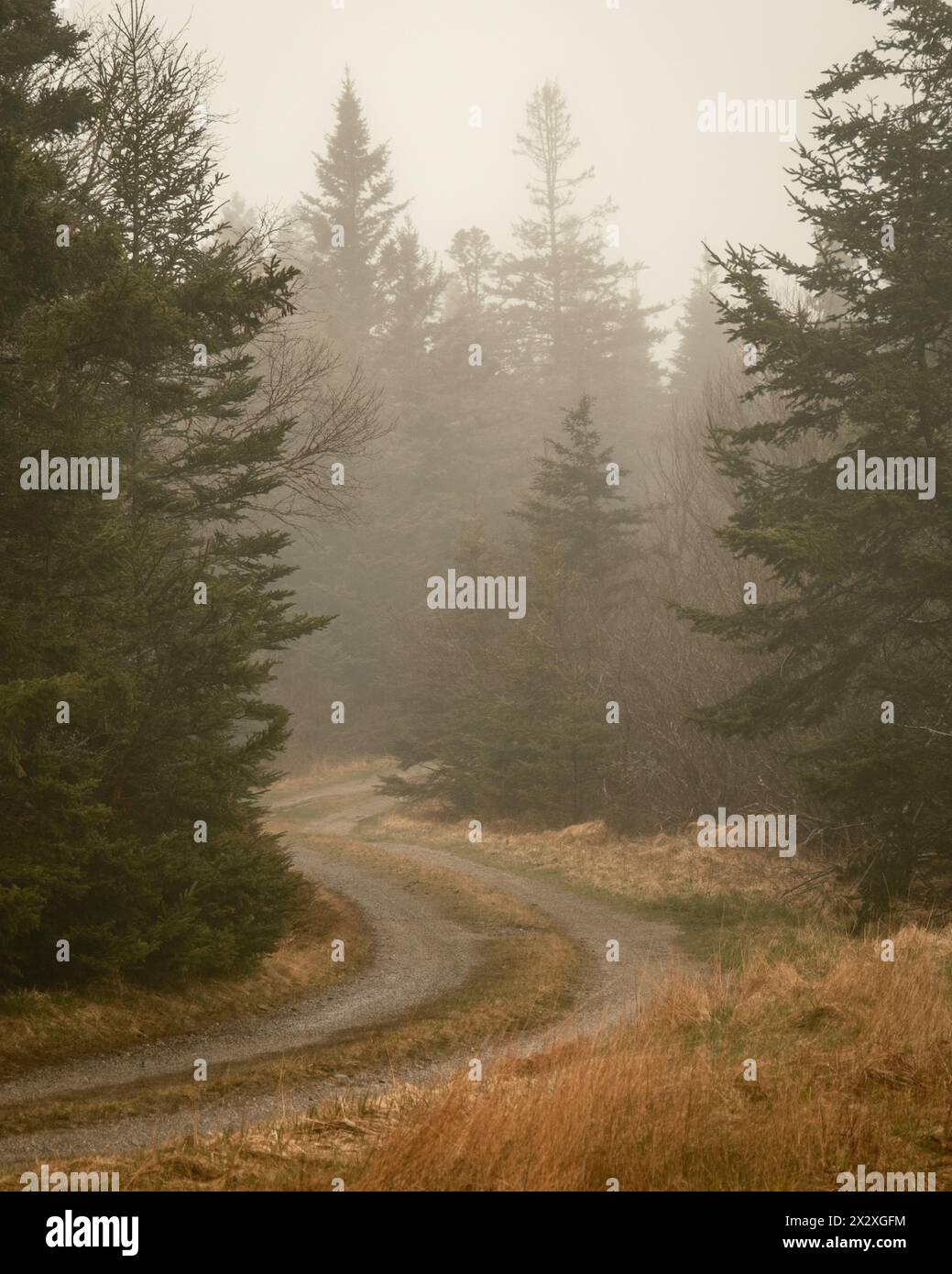 A dirt road with pines in fog in Beals Island, Maine Stock Photo - Alamy