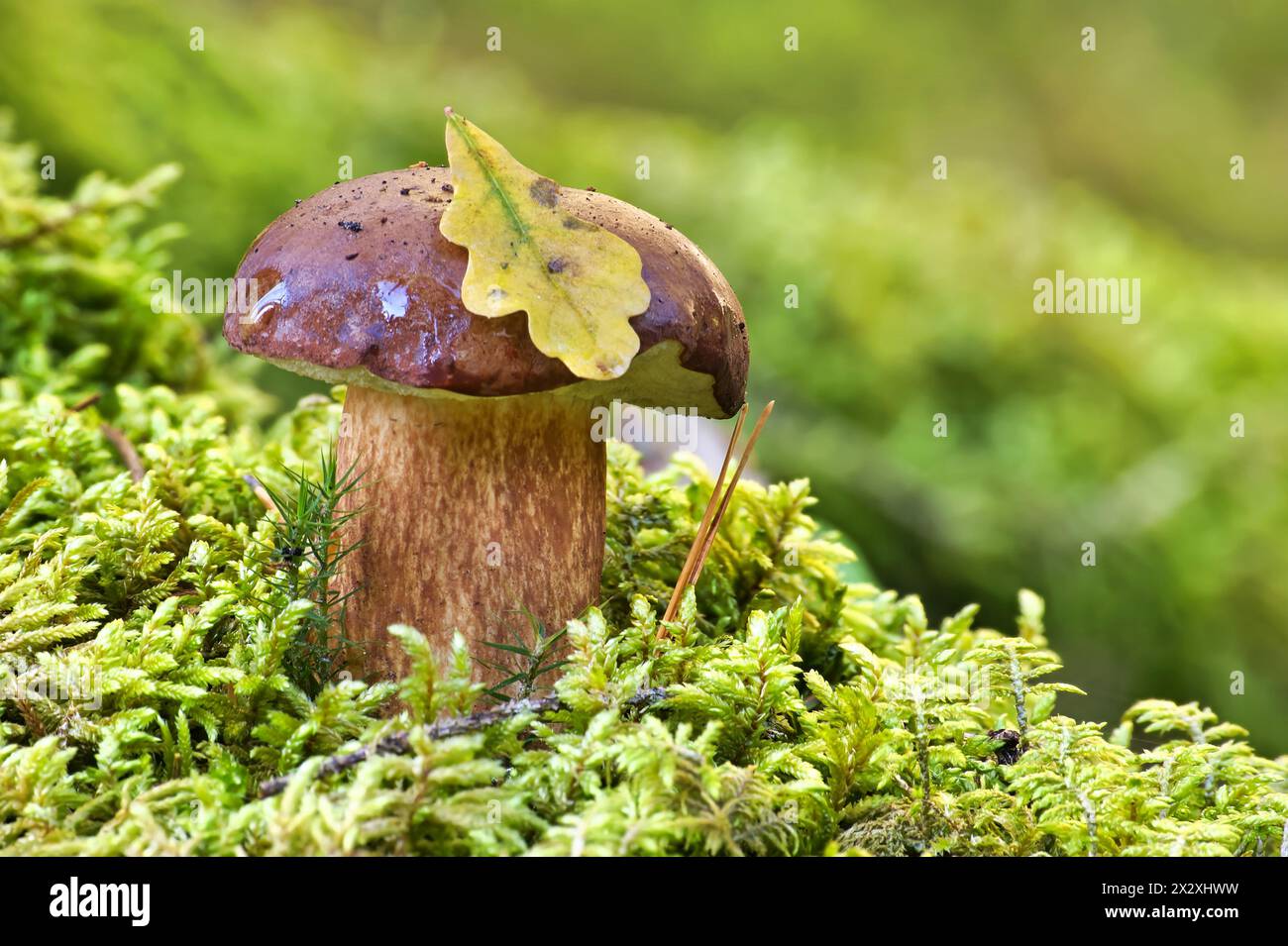 Wild Boletus pinophilus also known as the pine bolete or pinewood king ...