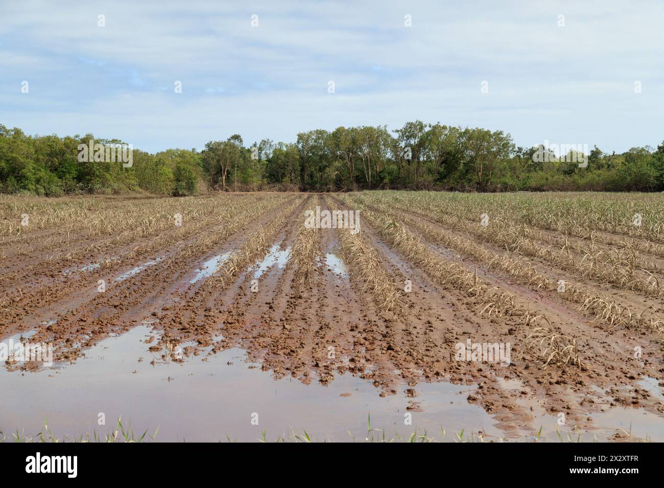 Sugar cane crops remain partially inundated with water and mud as of ...