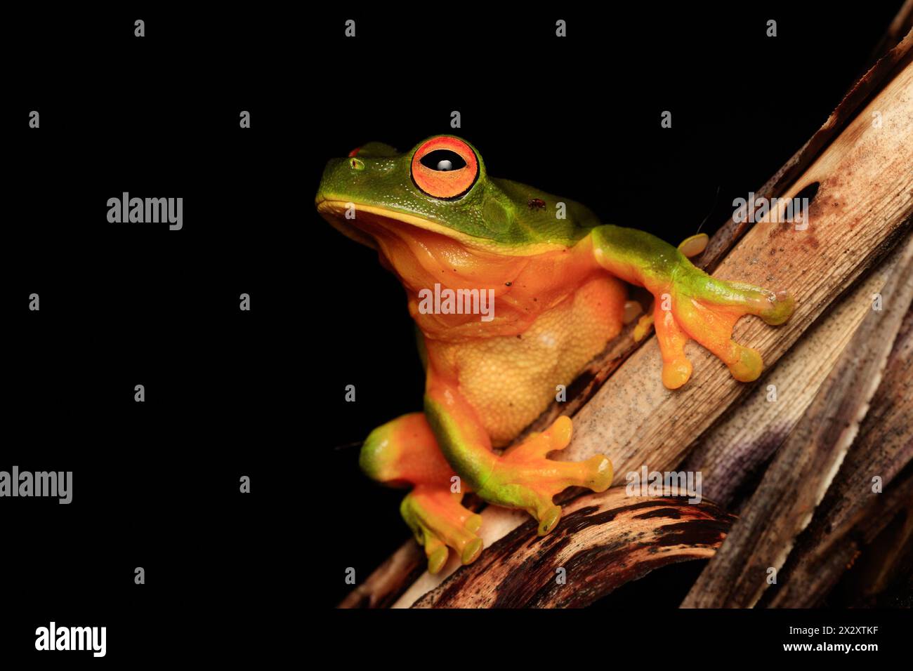 Orange-Thighed Tree Frog (Litoria xanthomera Stock Photo - Alamy