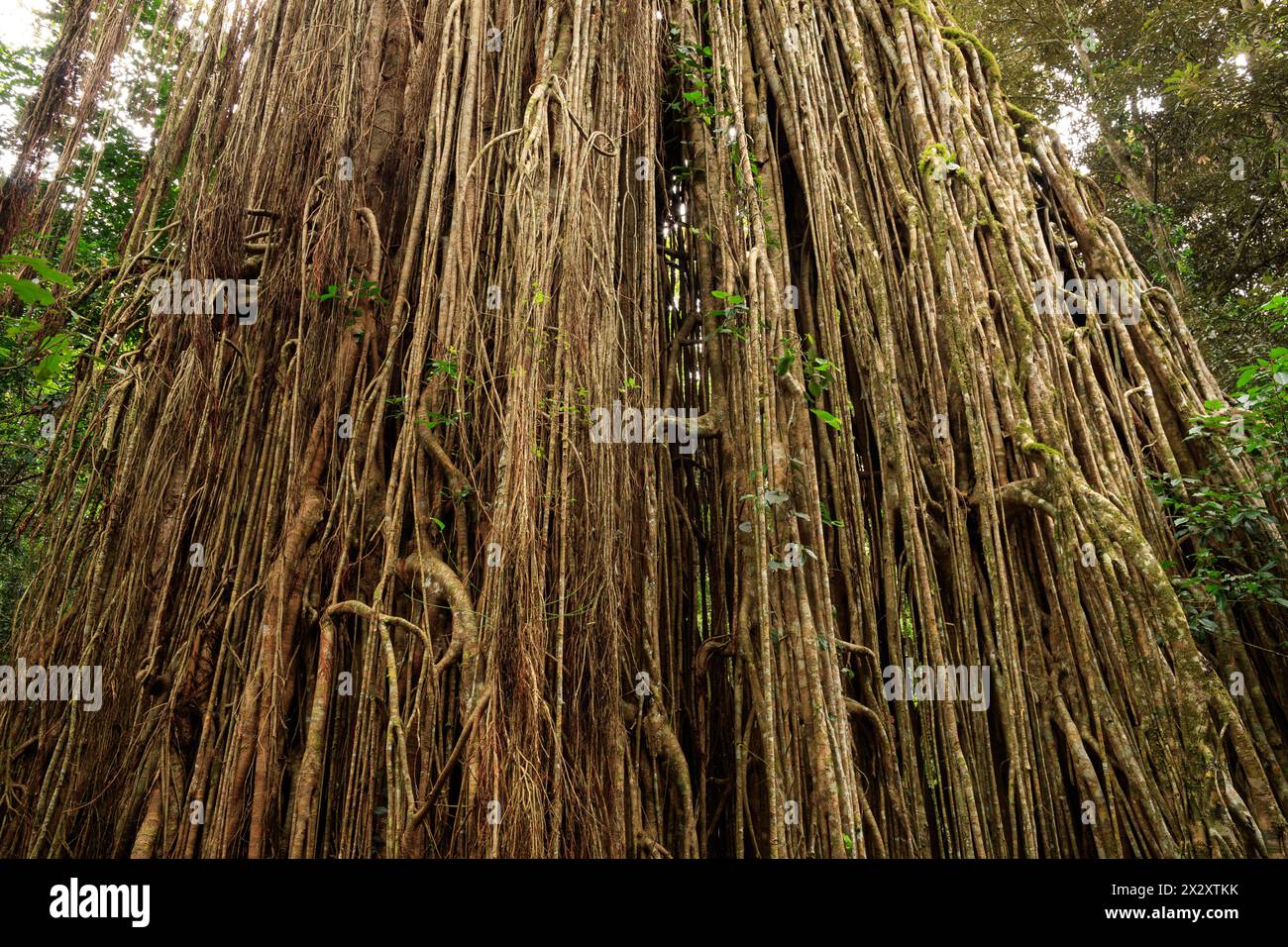 The namesake of Curtain Fig National Park in Queensland, Australia ...