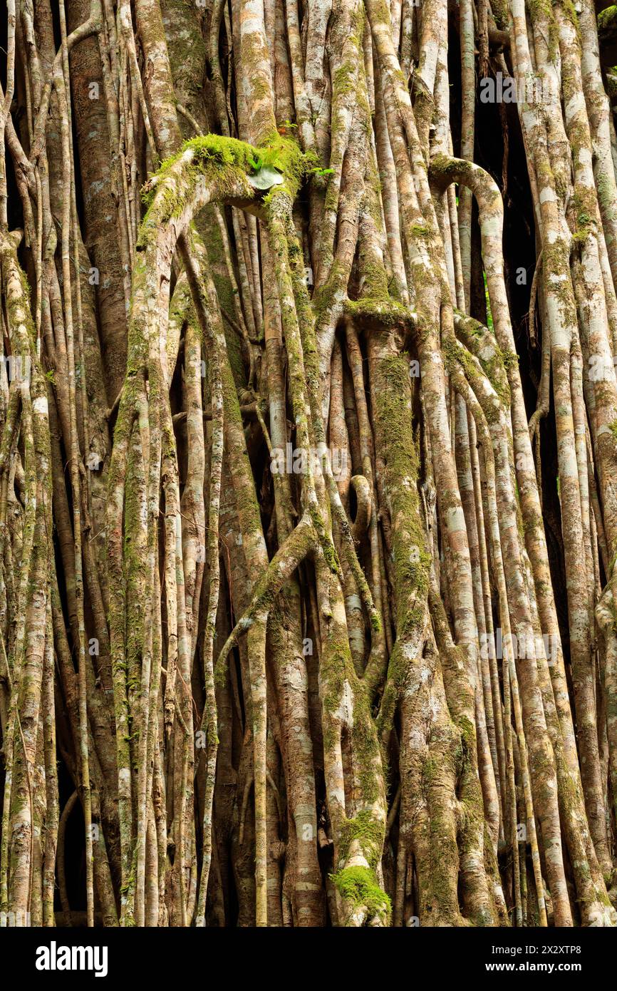 The namesake of Curtain Fig National Park in Queensland, Australia ...