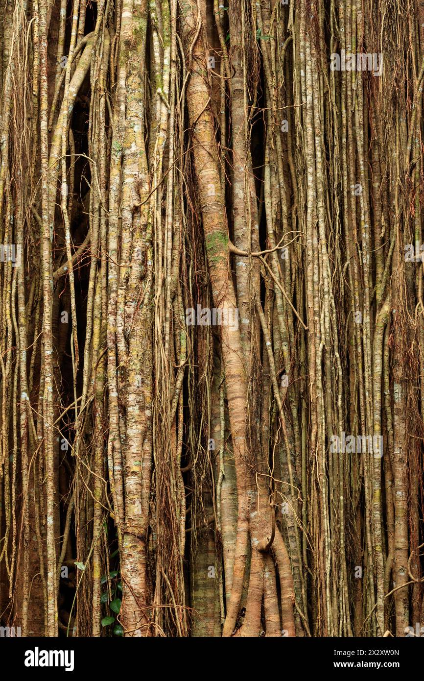 The namesake of Curtain Fig National Park in Queensland, Australia ...