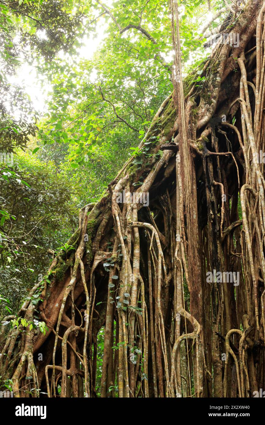 The namesake of Curtain Fig National Park in Queensland, Australia ...