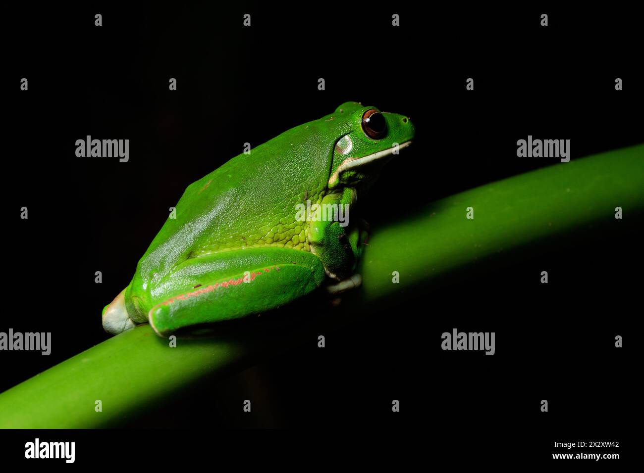 White-Lipped Tree Frog (Litoria infrafrenata Stock Photo - Alamy