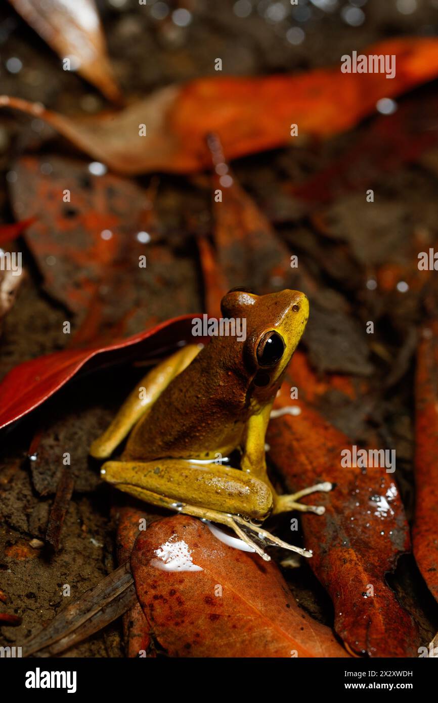 Northern Stony Creek Frog (Litoria jungguy) male in full breeding ...