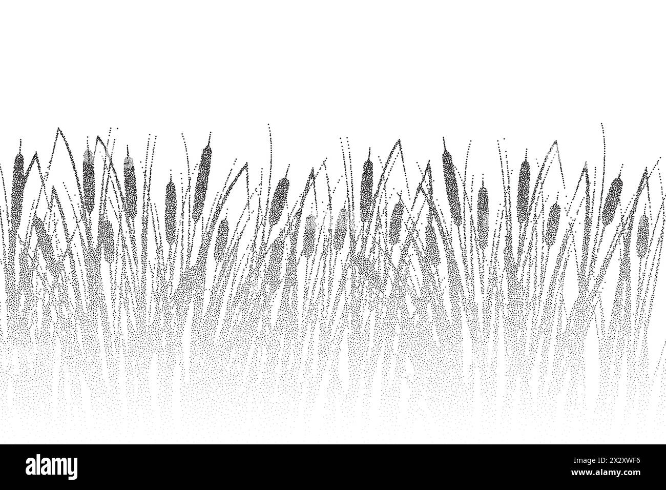 Grass reed stipple silhouette. Vector swamp cattail plants over water ...