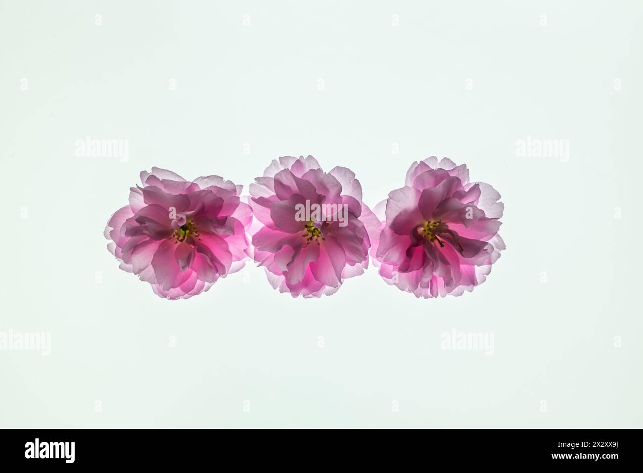 Cherry blossom flowers head Stock Photo - Alamy