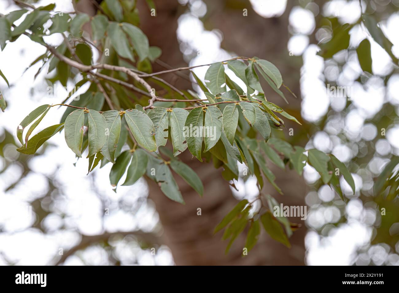 Stinkingtoe Tree Leaves of the species Hymenaea courbaril with ...