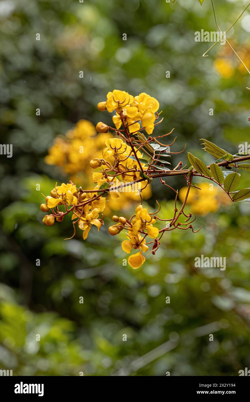 Senna genus hi-res stock photography and images - Alamy