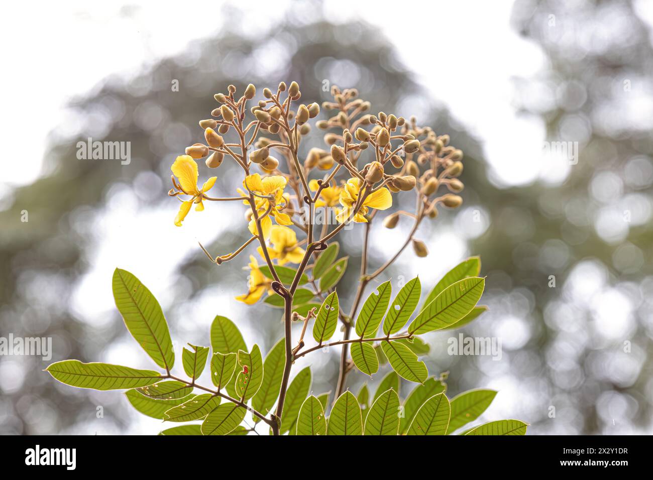 Senna genus hi-res stock photography and images - Alamy