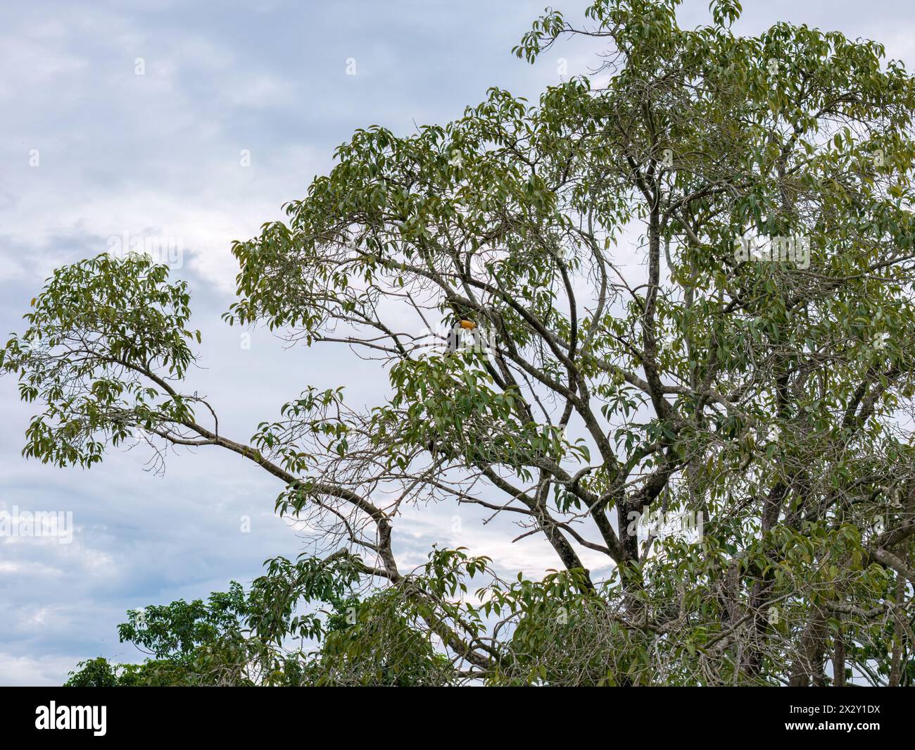 adult toco toucans of the species Ramphastos toco Stock Photo - Alamy