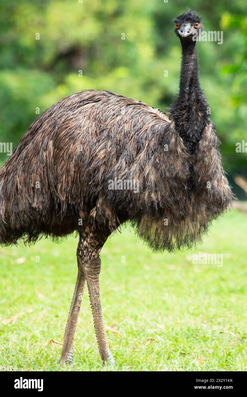 The emu is a species of flightless bird endemic to Australia, where it ...