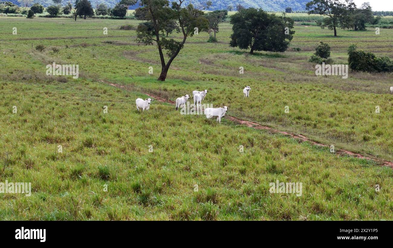 field pasture area for cattle breeding white cows grazing Stock Photo ...