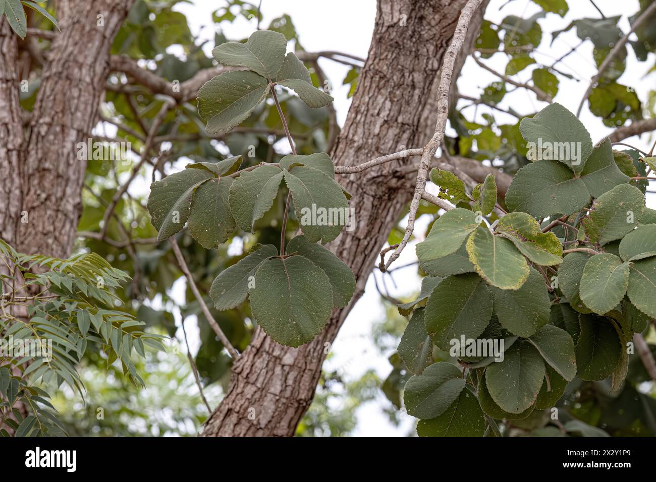 Cerrado tree leaves hi-res stock photography and images - Alamy