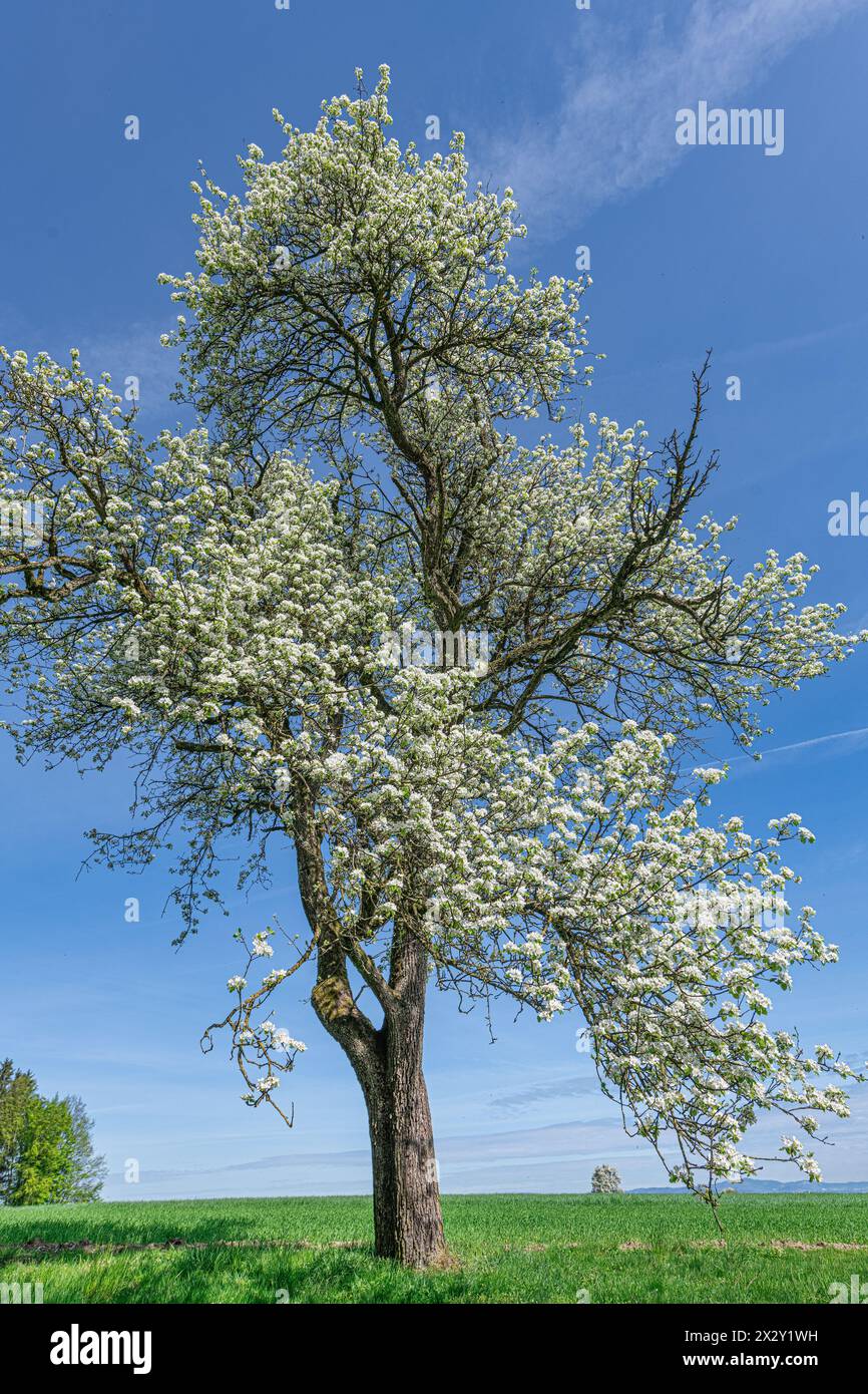 Blooming Pear Trees in Mostviertel, Austria Stock Photo - Alamy