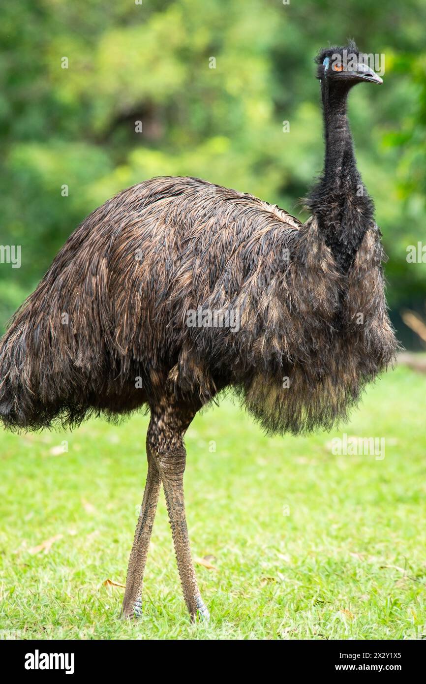 The emu is a species of flightless bird endemic to Australia, where it ...