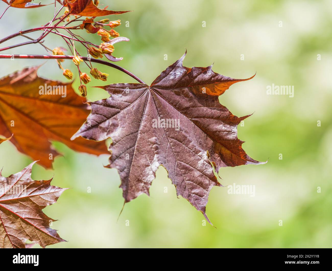 Tree branch with dark red leaves, Acer platanoides, the Norway maple ...