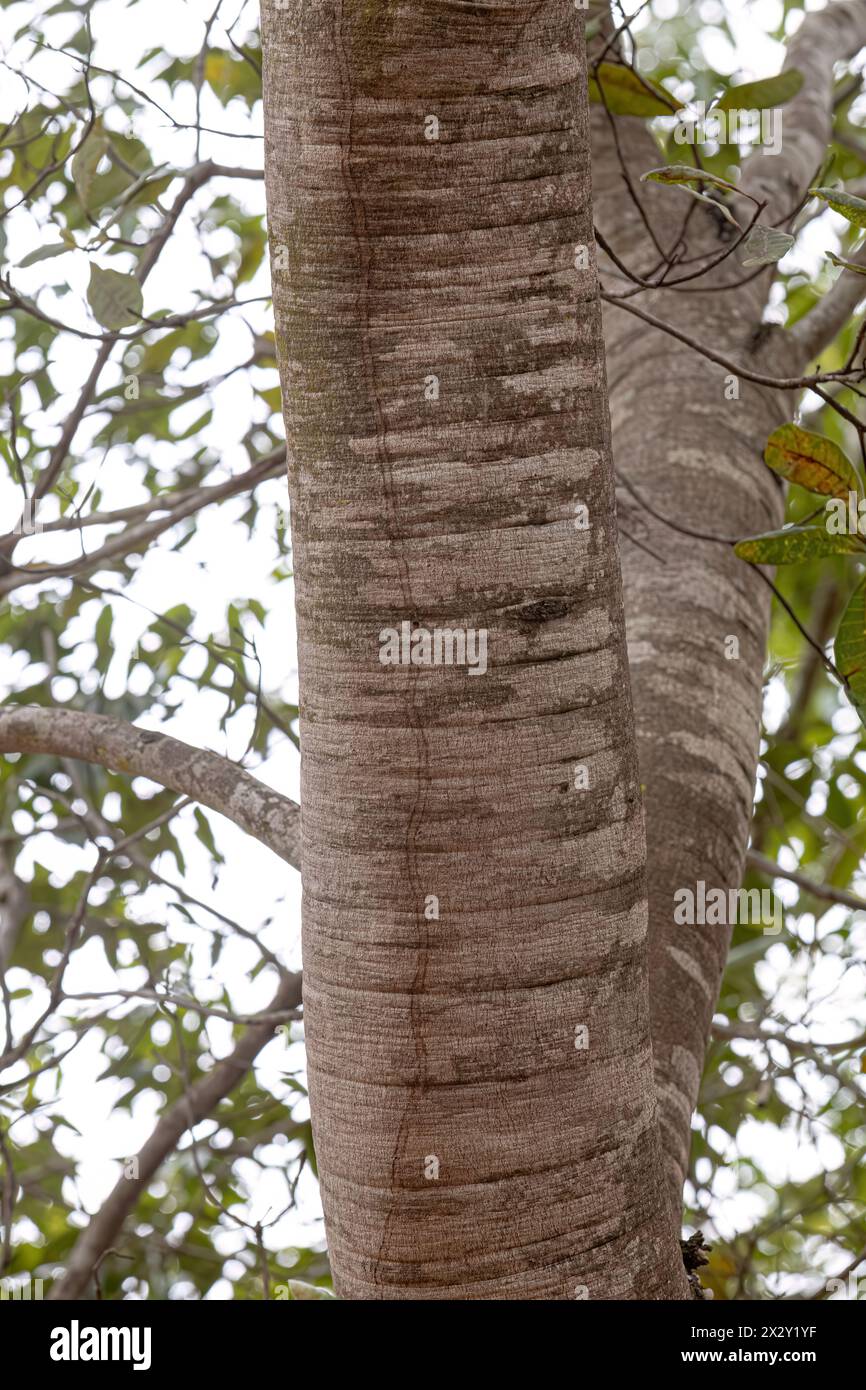 Hymeneal hi-res stock photography and images - Alamy