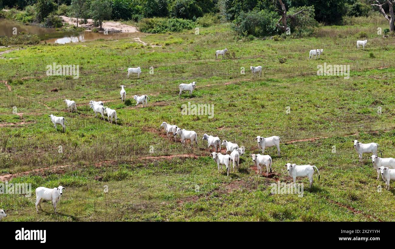 Cattle ranch brazil aerial hi-res stock photography and images - Alamy