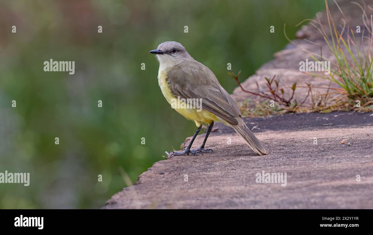 Adult Cattle Tyrant Bird of the species Machetornis rixosa Stock Photo ...