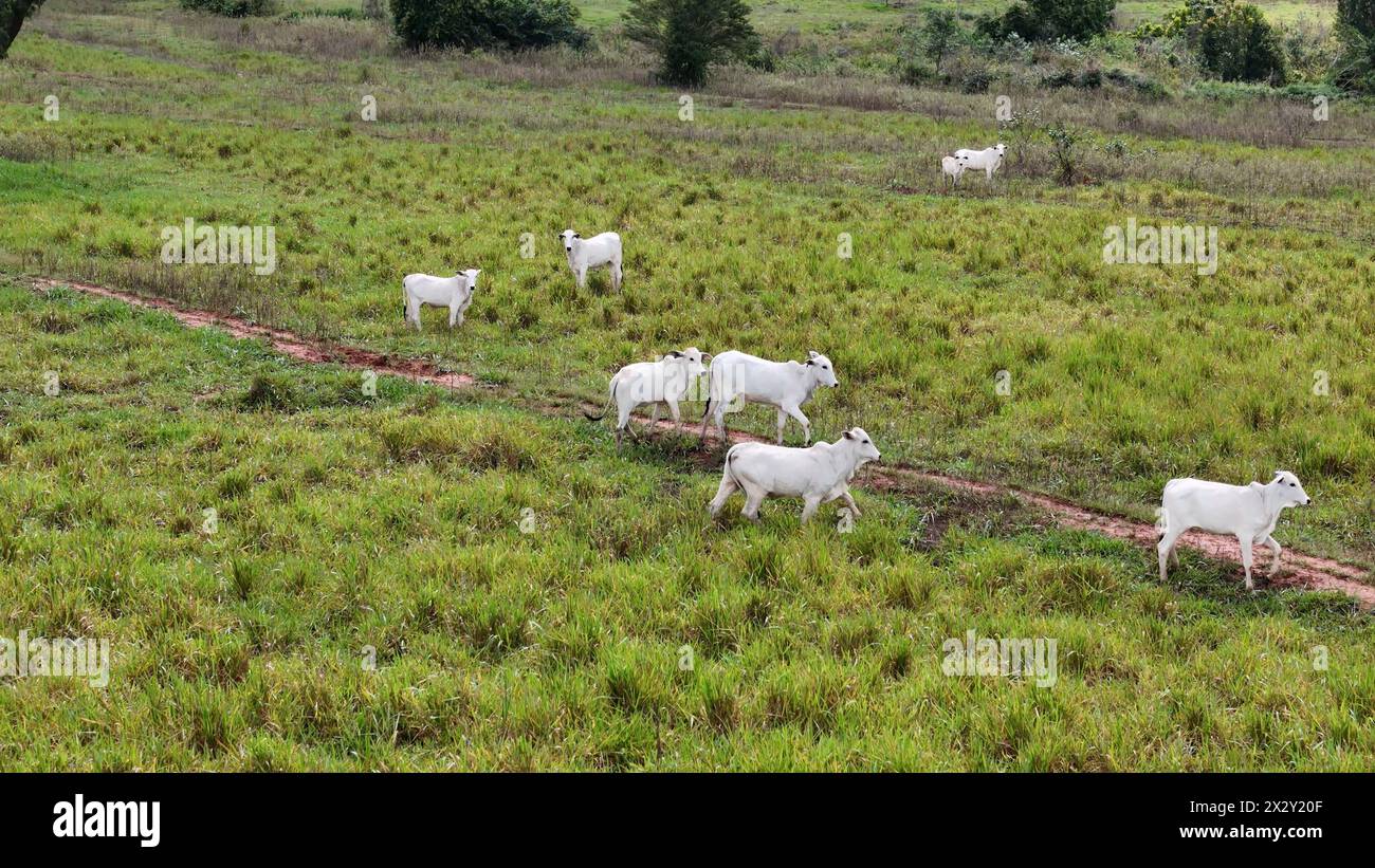 field pasture area for cattle breeding white cows grazing Stock Photo ...