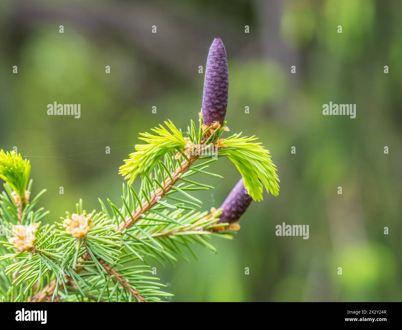 A young female cone of ordinary spruce, it is pink and its scales ...