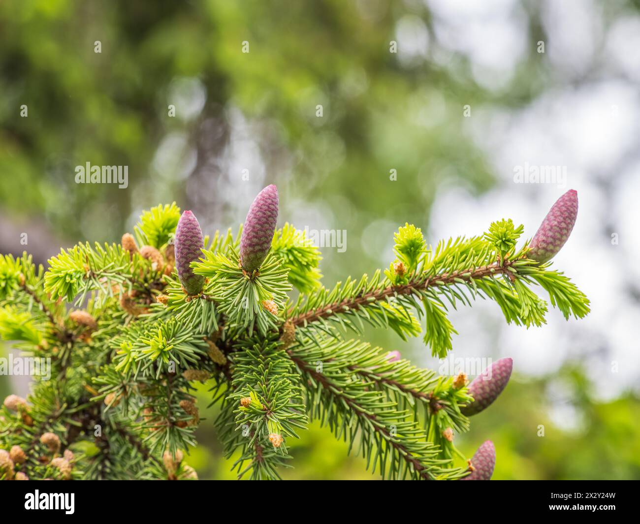 A young female cone of ordinary spruce, it is pink and its scales ...