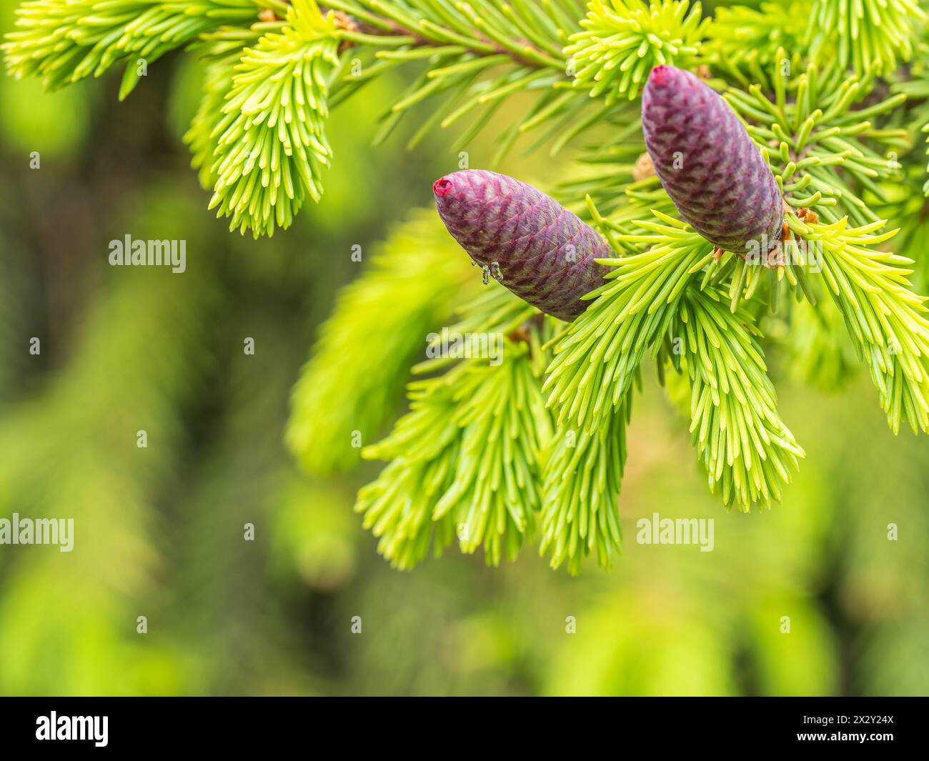 A young female cone of ordinary spruce, it is pink and its scales ...