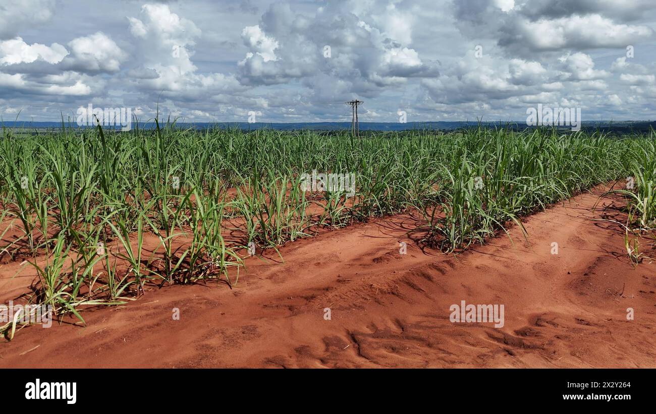 field sugar cane cultivation area agribusiness Stock Photo - Alamy