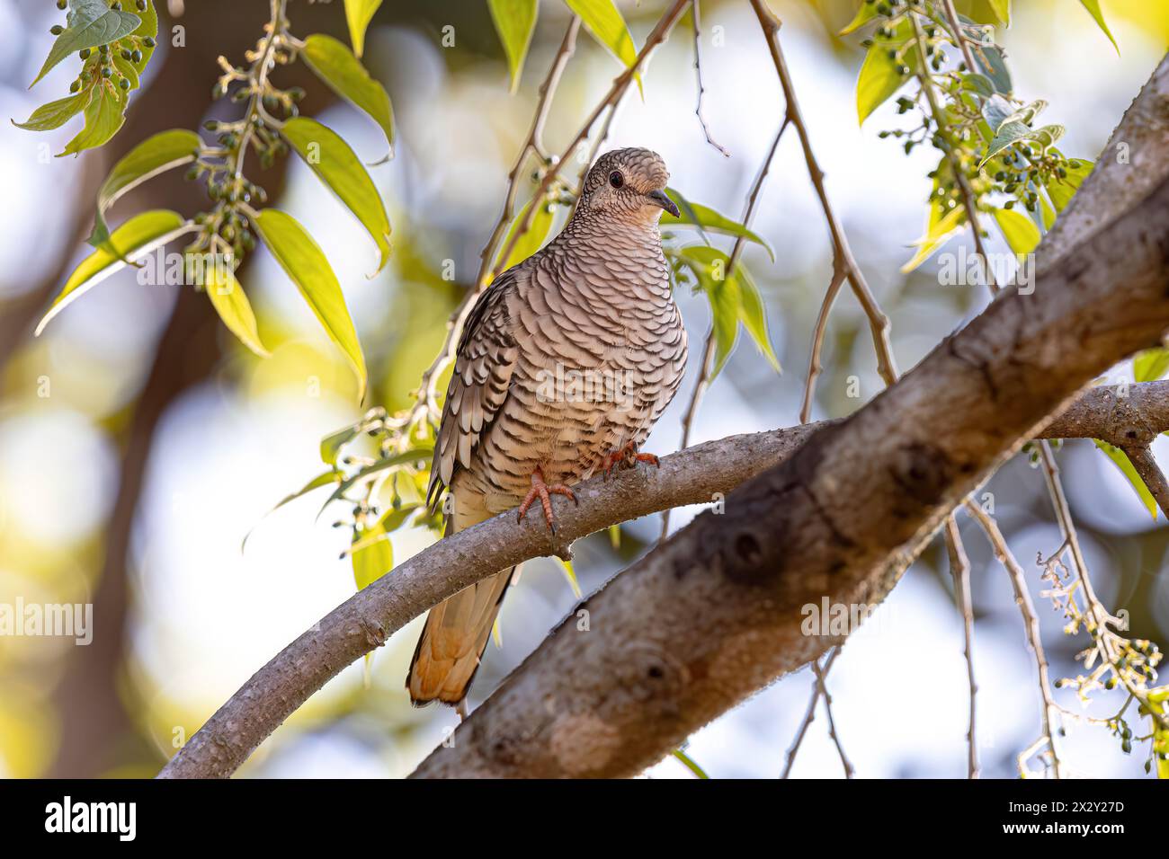 Scaled Dove Bird of the Species Columbina squammata Stock Photo - Alamy