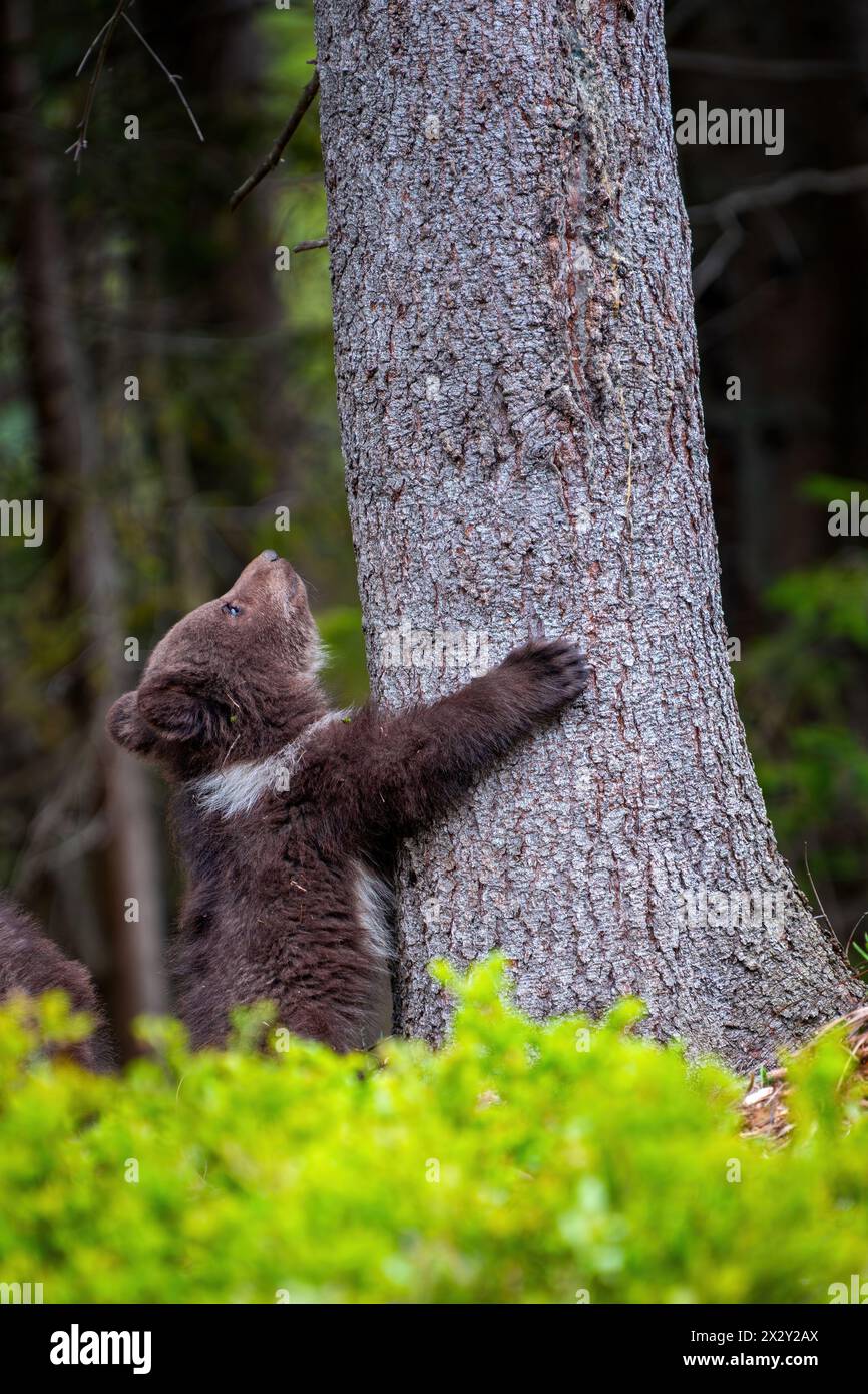 Young brown bear cub in the forest. Animal in the nature habitat ...