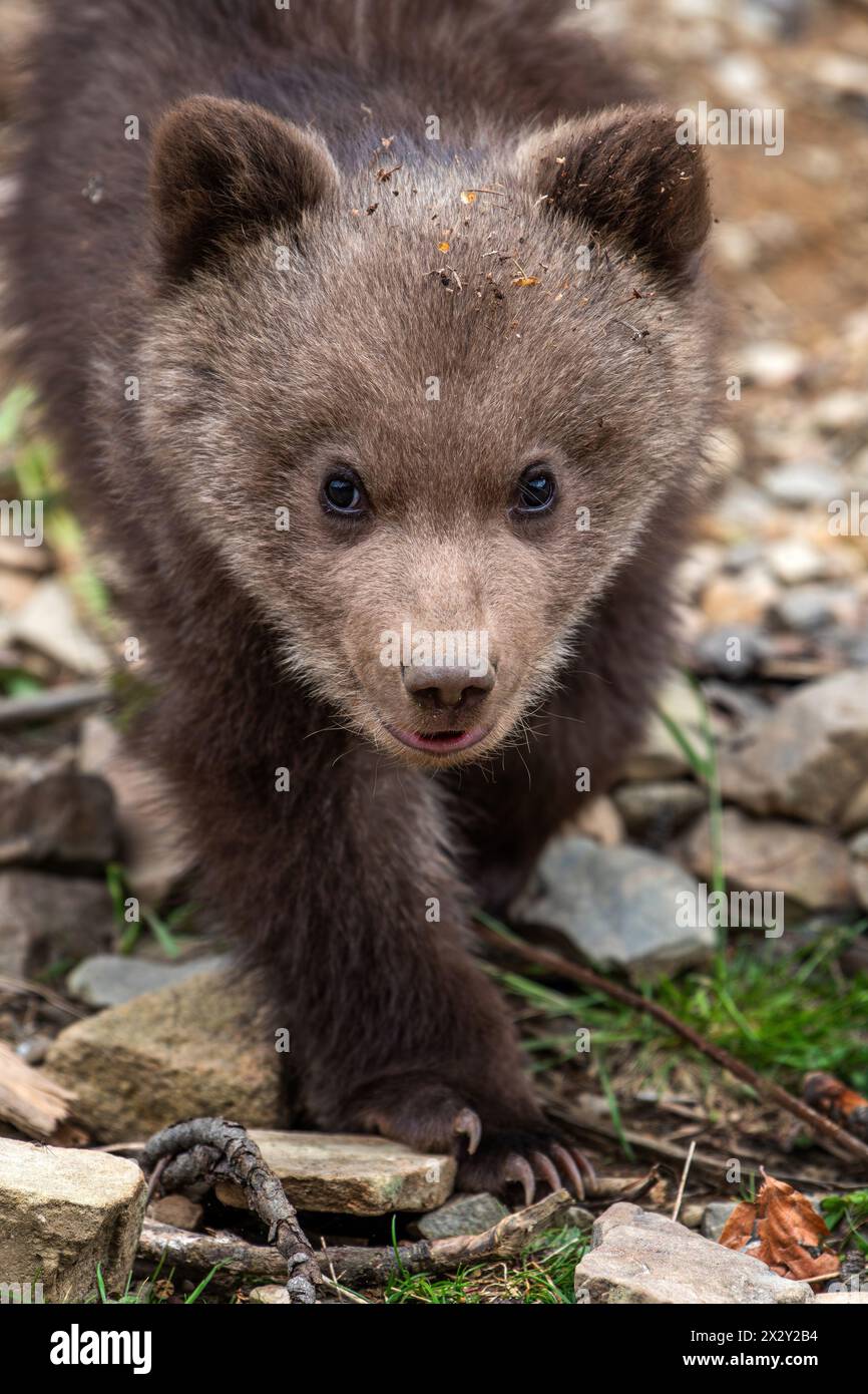 Young brown bear cub in the forest. Animal in the nature habitat ...