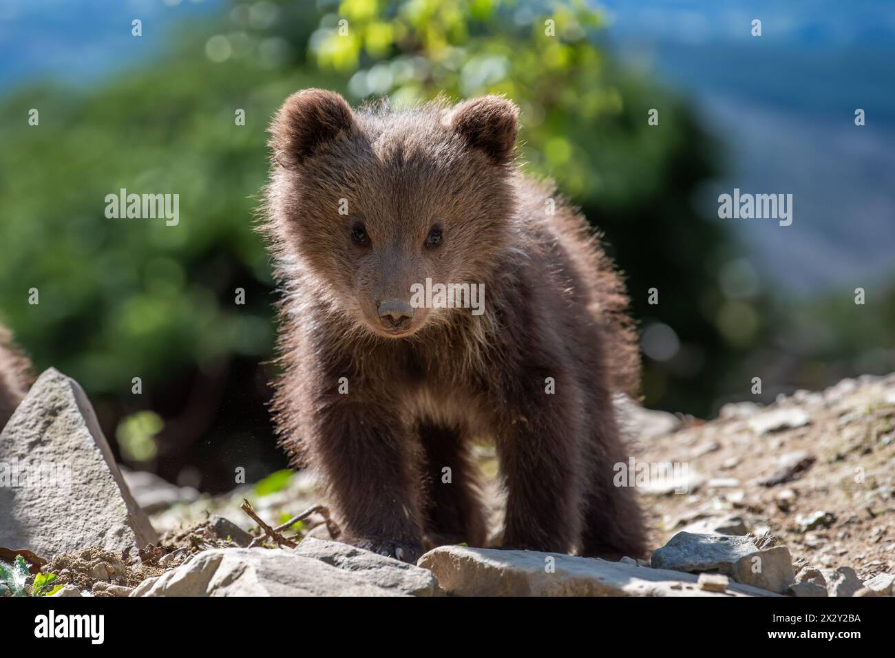 A young brown bear cub is seen in the wild, traversing a rocky hillside ...