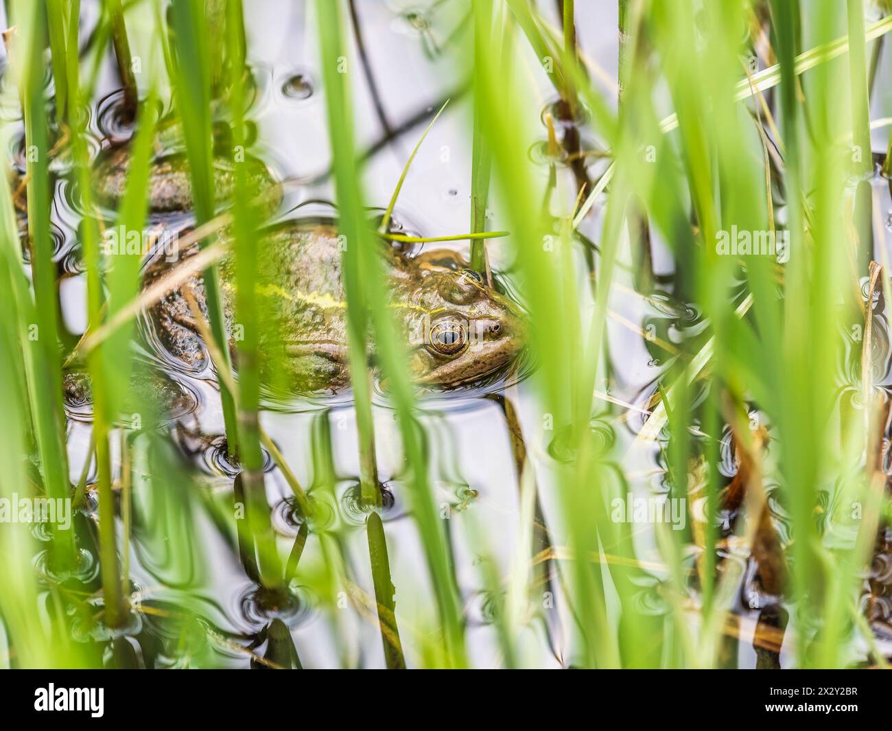 A large green frog with puffy cheeks sits in the marsh Stock Photo - Alamy