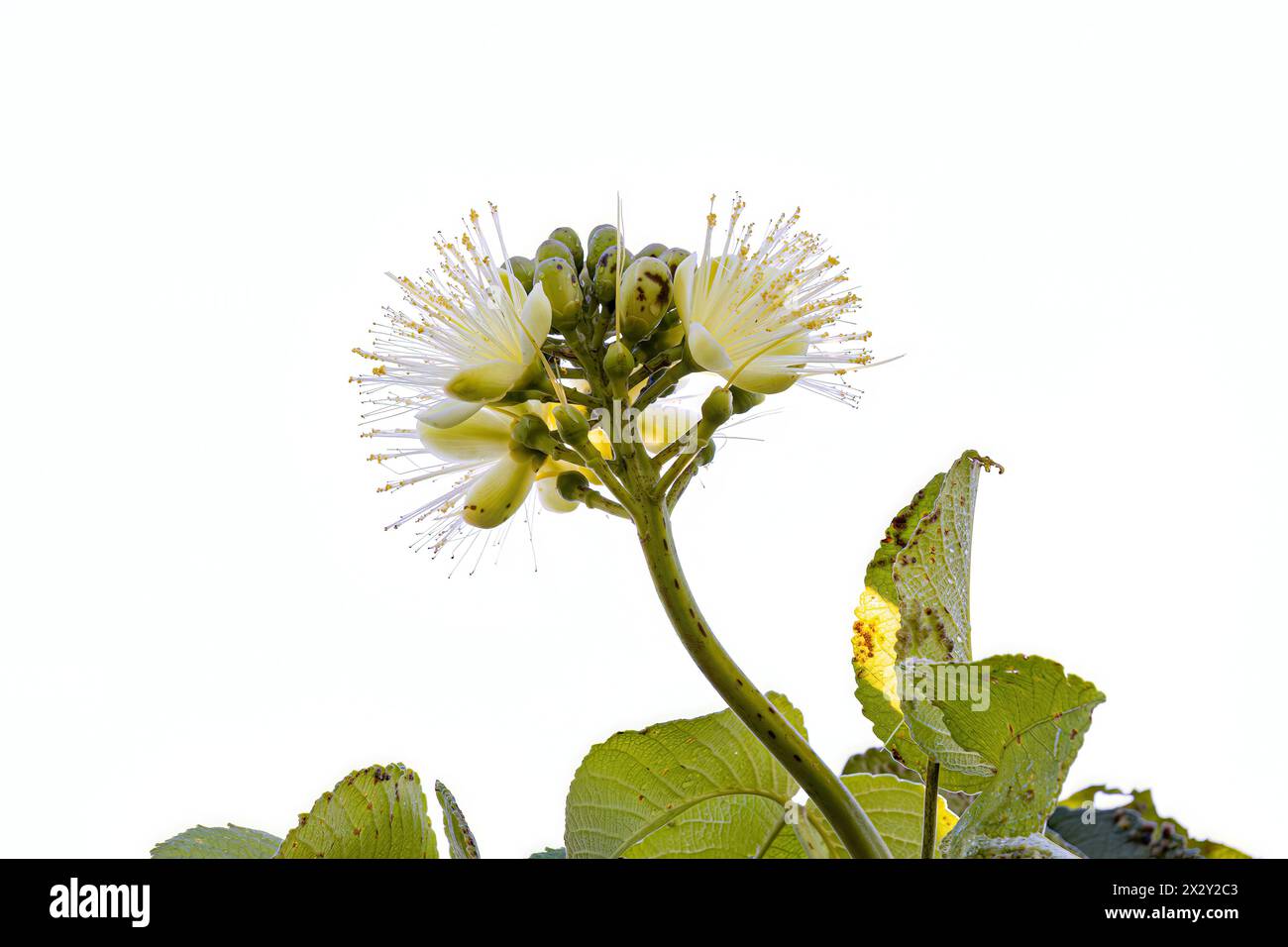 Pekea nut hi-res stock photography and images - Alamy