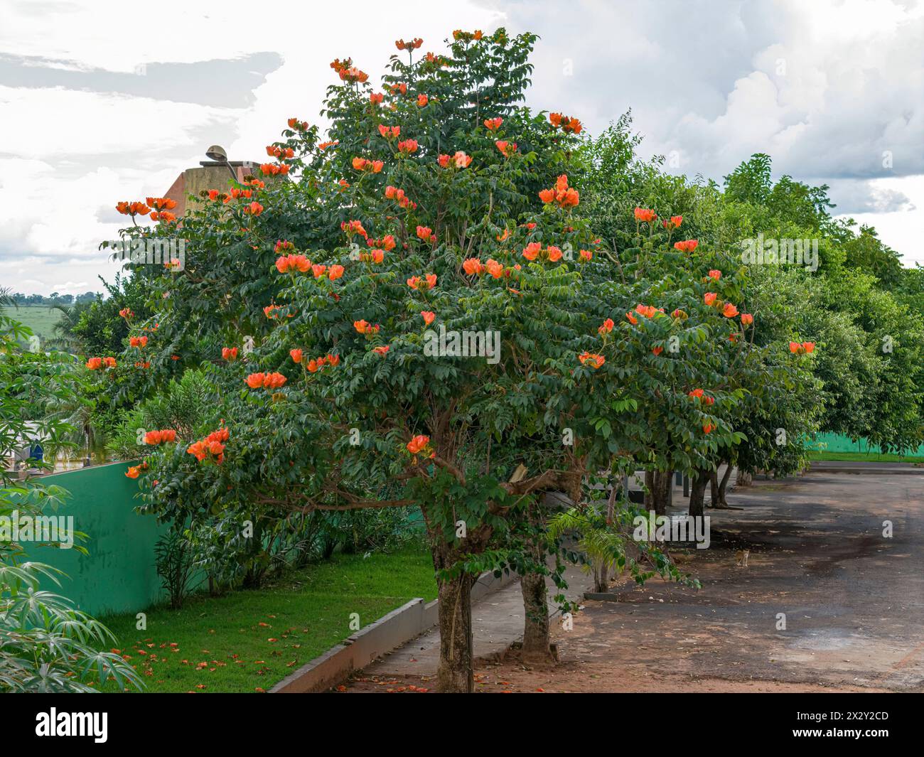 African Tulip Tree Flowers of the species Spathodea campanulata Stock ...